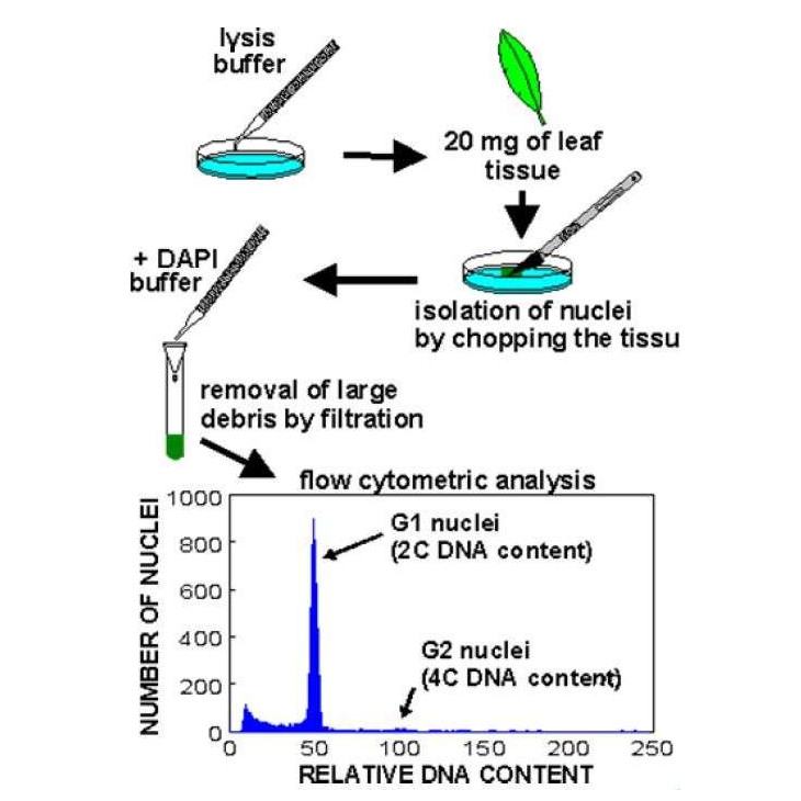CyFlow® flow cytometer for analysis of ploidy
